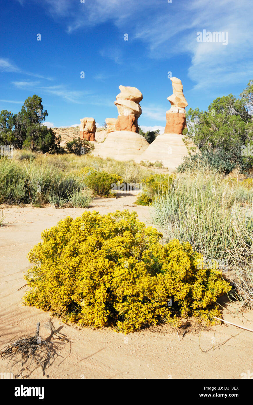 yellow blooming Snakeweed or Broomweed (Gutierrezia sarothrae) with ...