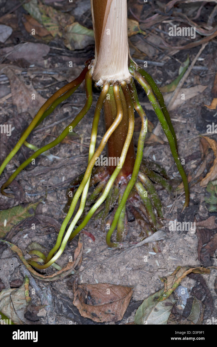 roots of a corn plant Stock Photo - Alamy