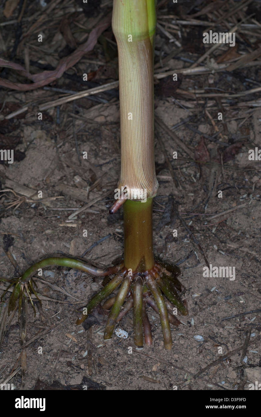 roots of a corn plant Stock Photo - Alamy