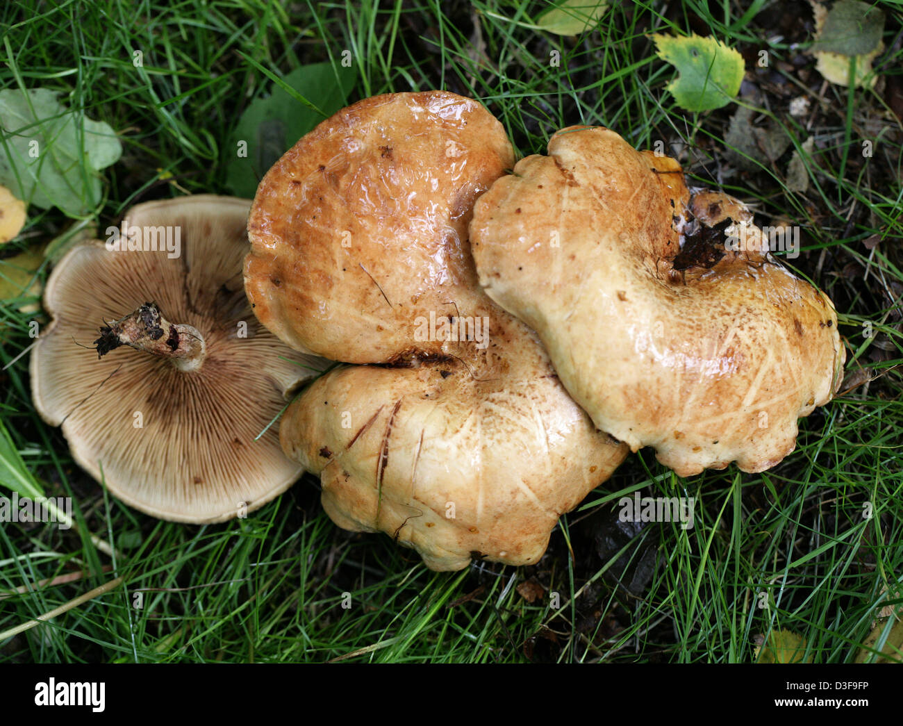 Brown Rollrim, Paxillus involutus, Paxillaceae Stock Photo - Alamy