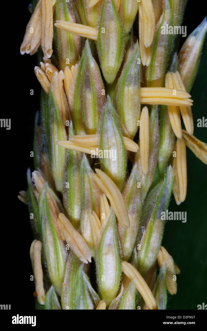 Pollen on flower hi-res stock photography and images - Alamy