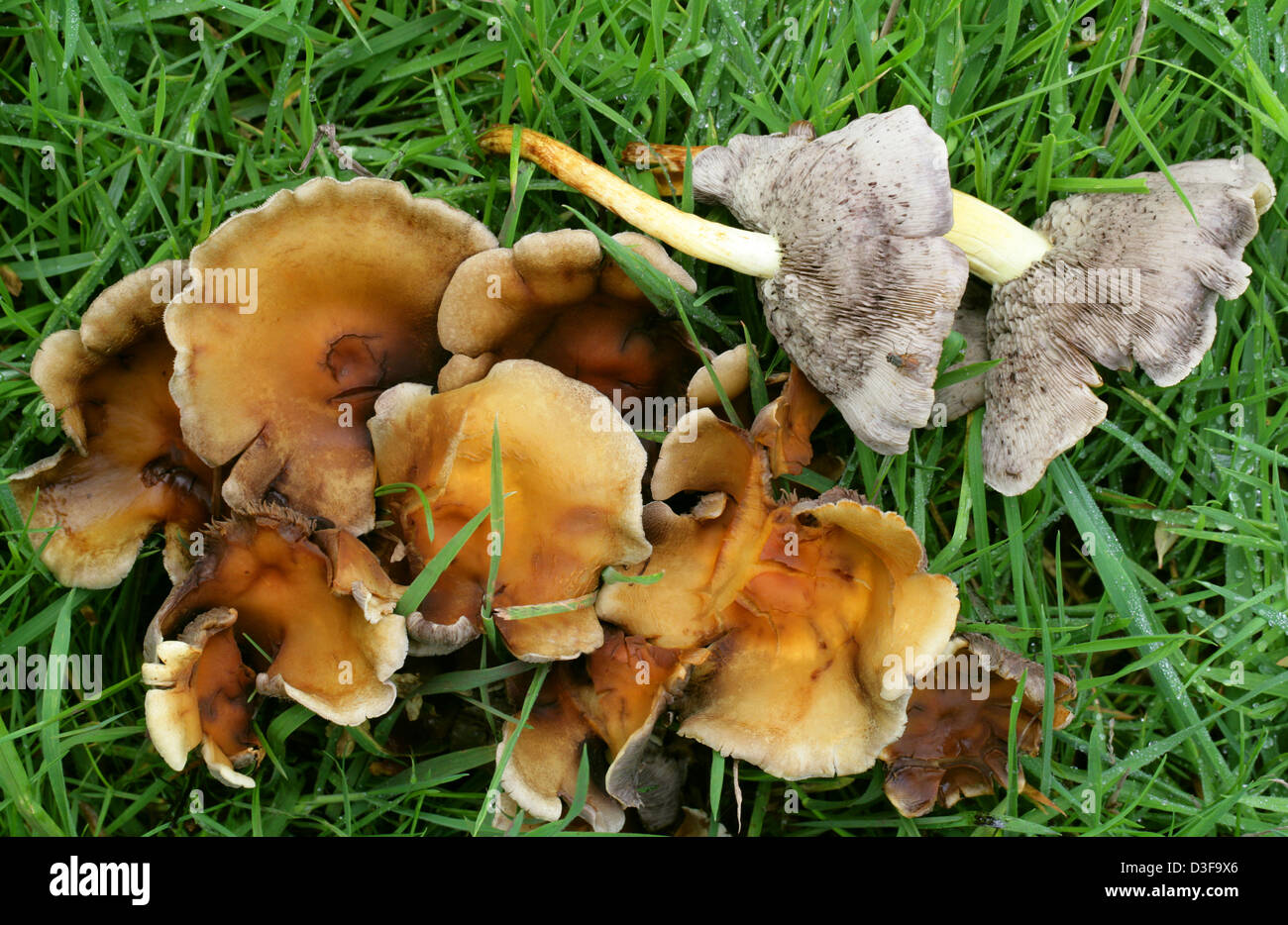 Conifer Tuft, Hypholoma capnoides, Strophariaceae Stock Photo - Alamy