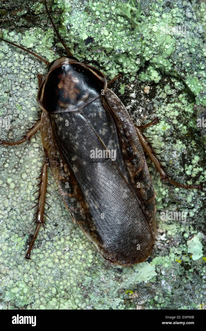 cockroach photographed in Nigeria Stock Photo - Alamy