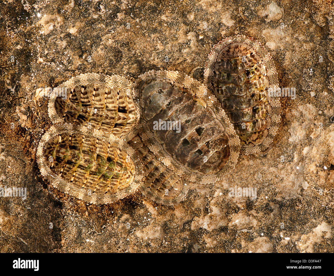 Chiton marine molluscs Stock Photo - Alamy