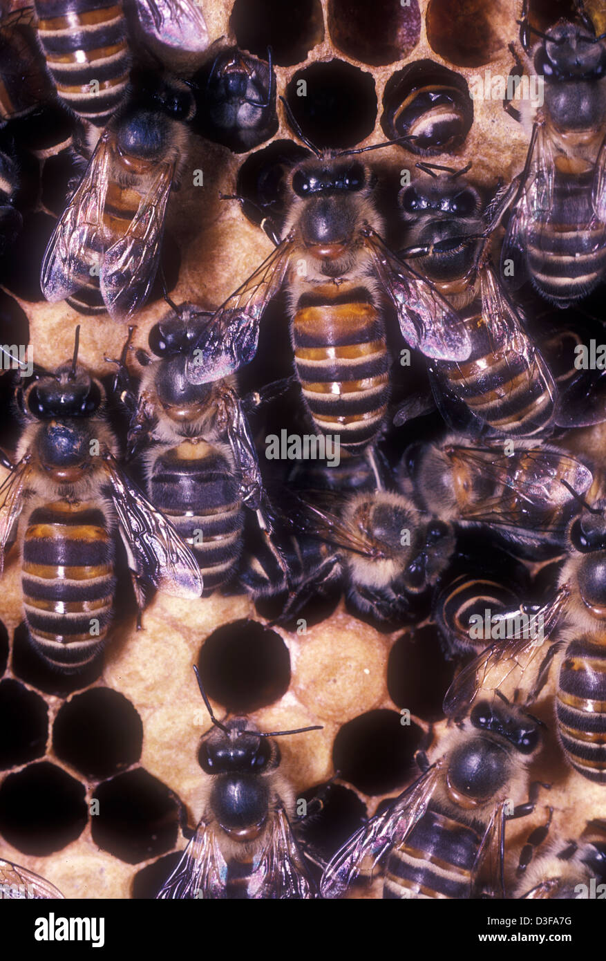 Asian honeybee, Apis cerana, worker bees on comb Stock Photo - Alamy