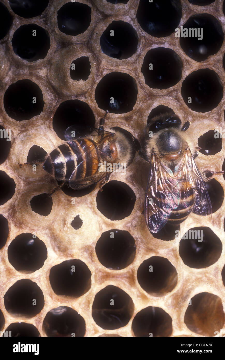 Apis Cerana High Resolution Stock Photography and Images - Alamy