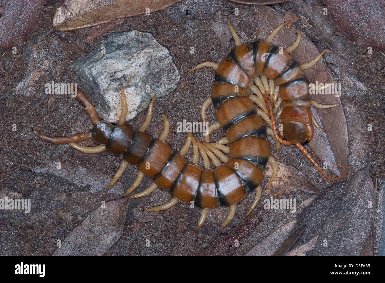 Scolopendra polymorpha, the common desert centipede Stock Photo - Alamy