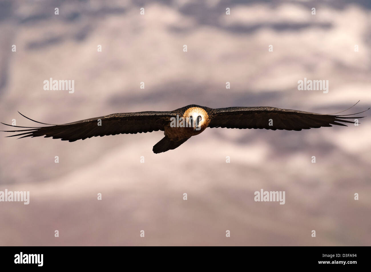 Bearded vulture in flight Stock Photo - Alamy