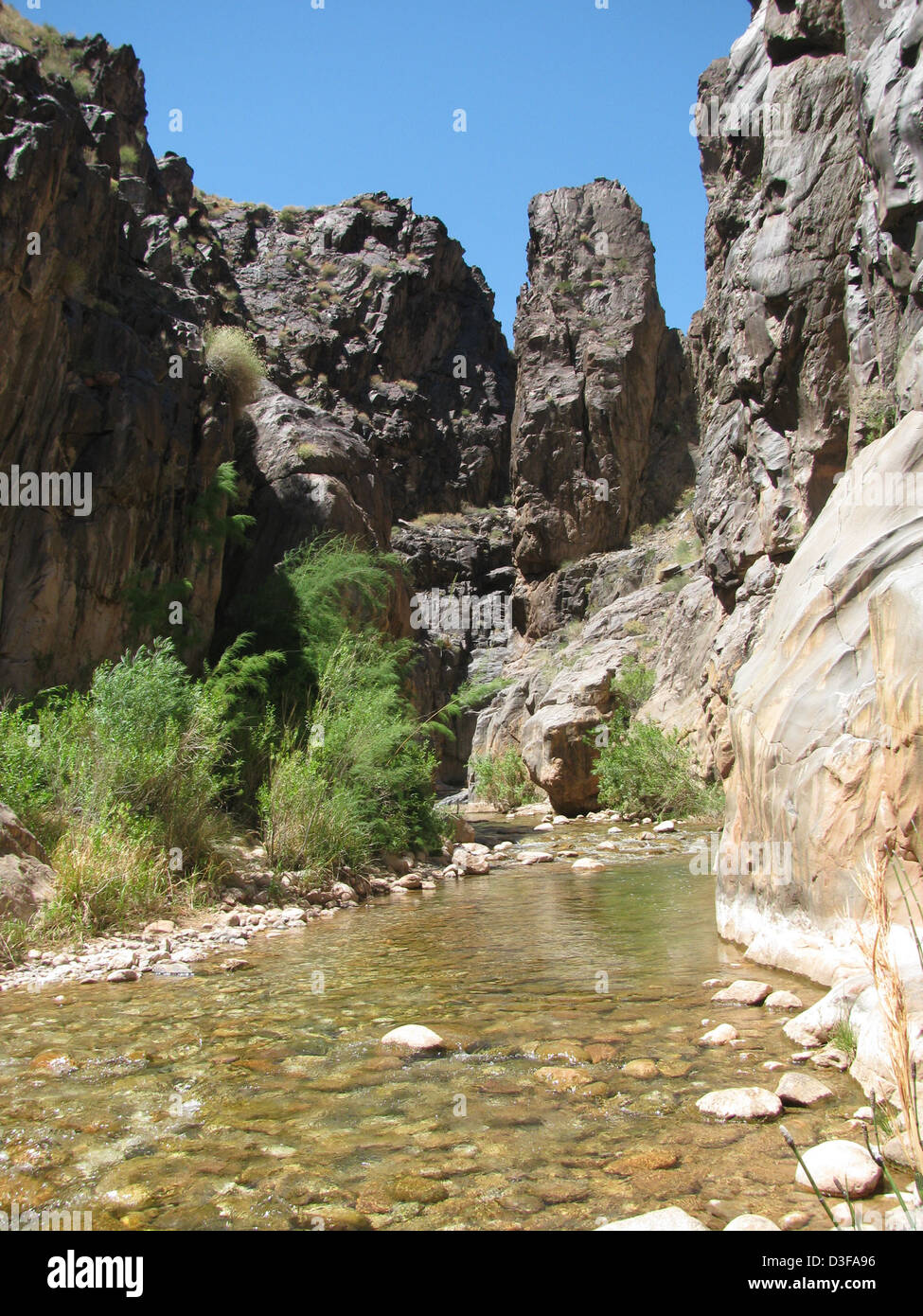 Humpback Chub translocation efforts in Shinumo Creek within Grand ...
