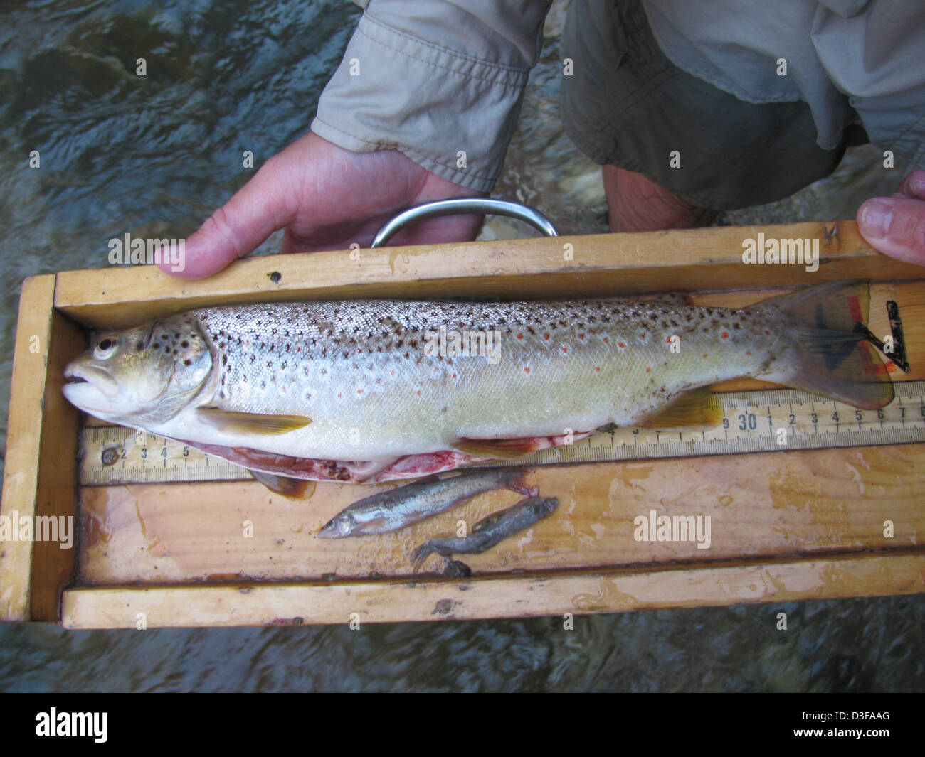 Humpback chub translocation efforts in Shinumo Creek, located within ...