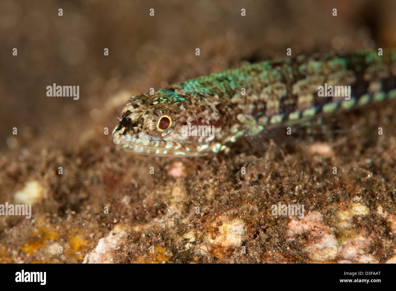 Blackblotch Lizardfish (Synodus jaculum) on a tropical coral reef in ...