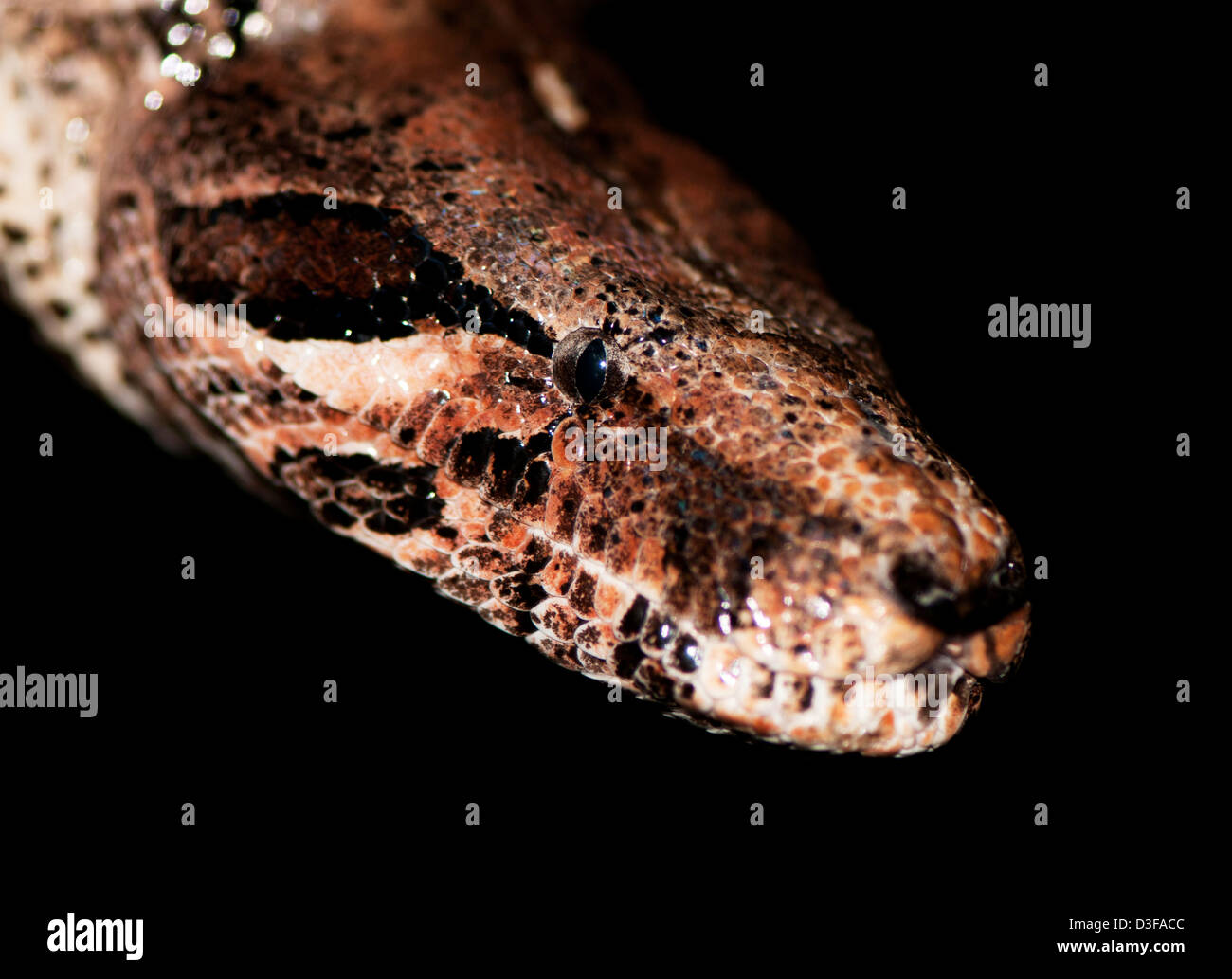 head of a boa constrictor Stock Photo - Alamy