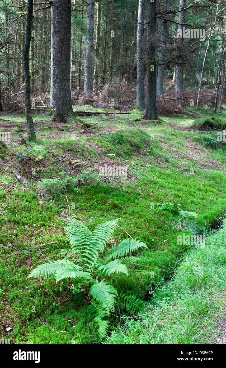 Fern on forest floor near Loch Lomond Scotland Stock Photo - Alamy