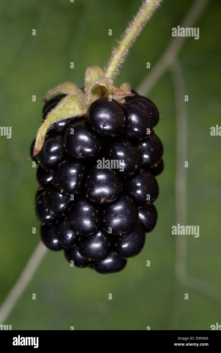 Blackberry hi-res stock photography and images - Alamy