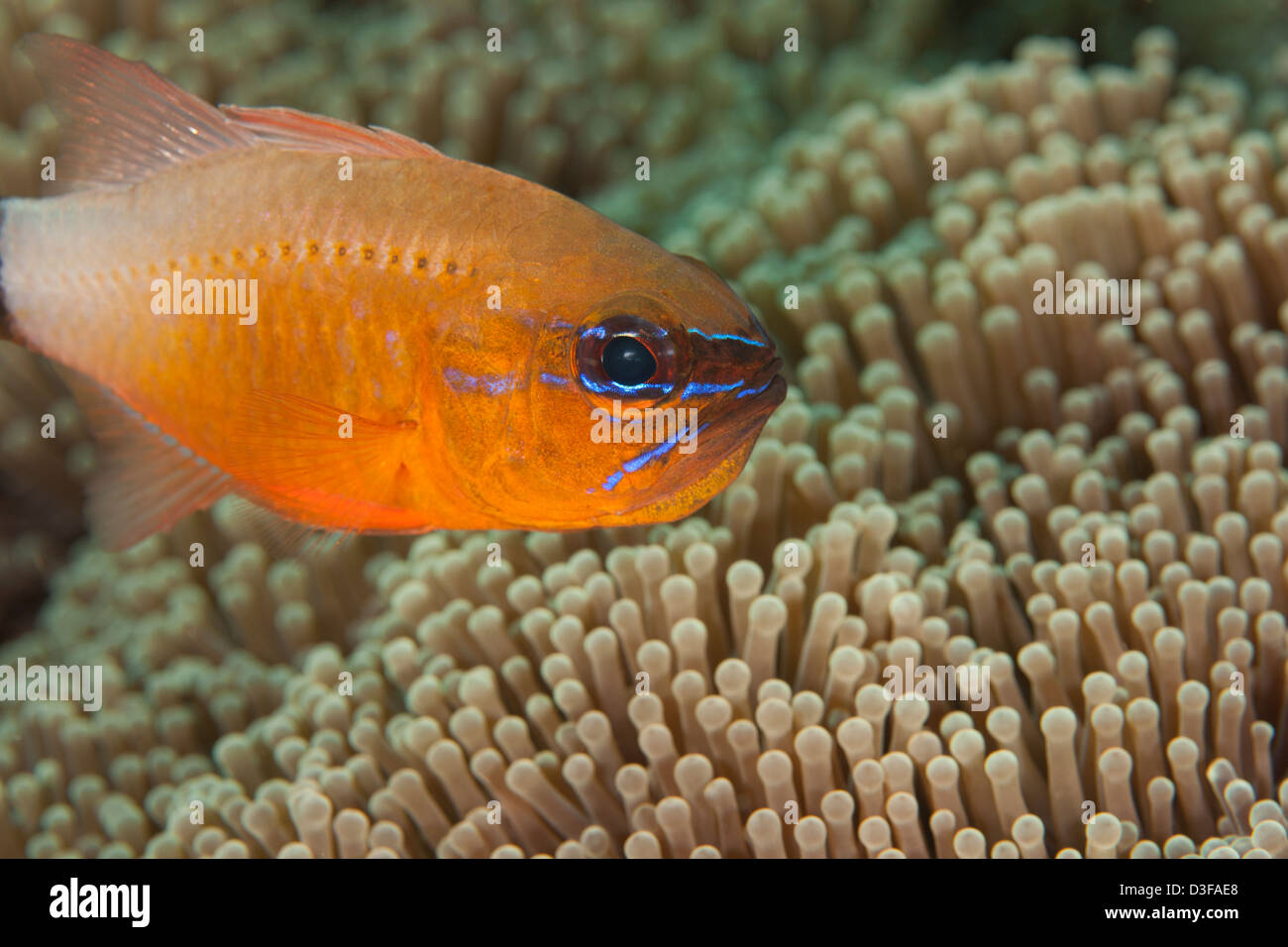 Ringtailed Cardinalfish (Apogon aureus) on a tropical coral reef in ...