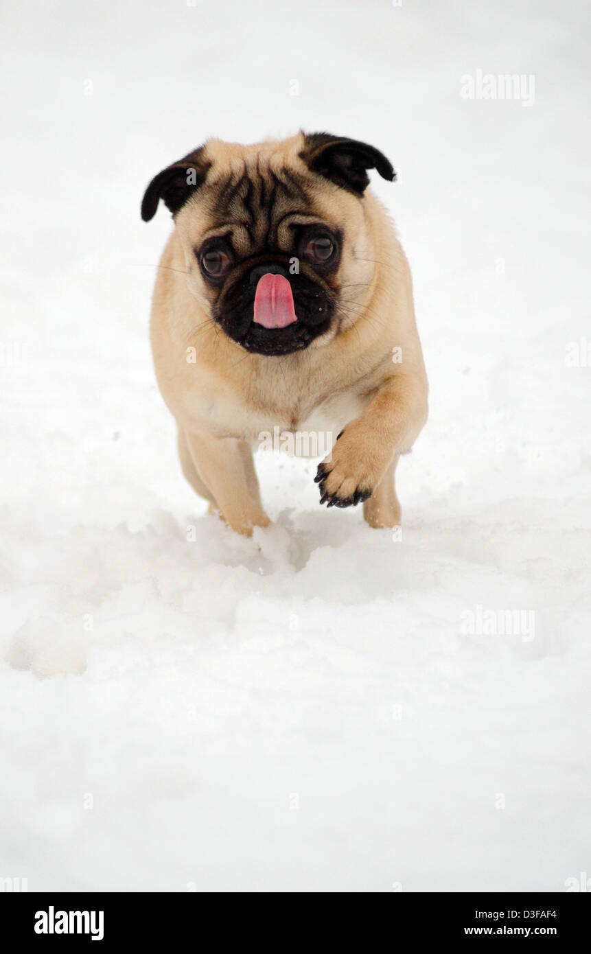 Pug Snow Stock Photos & Pug Snow Stock Images - Alamy