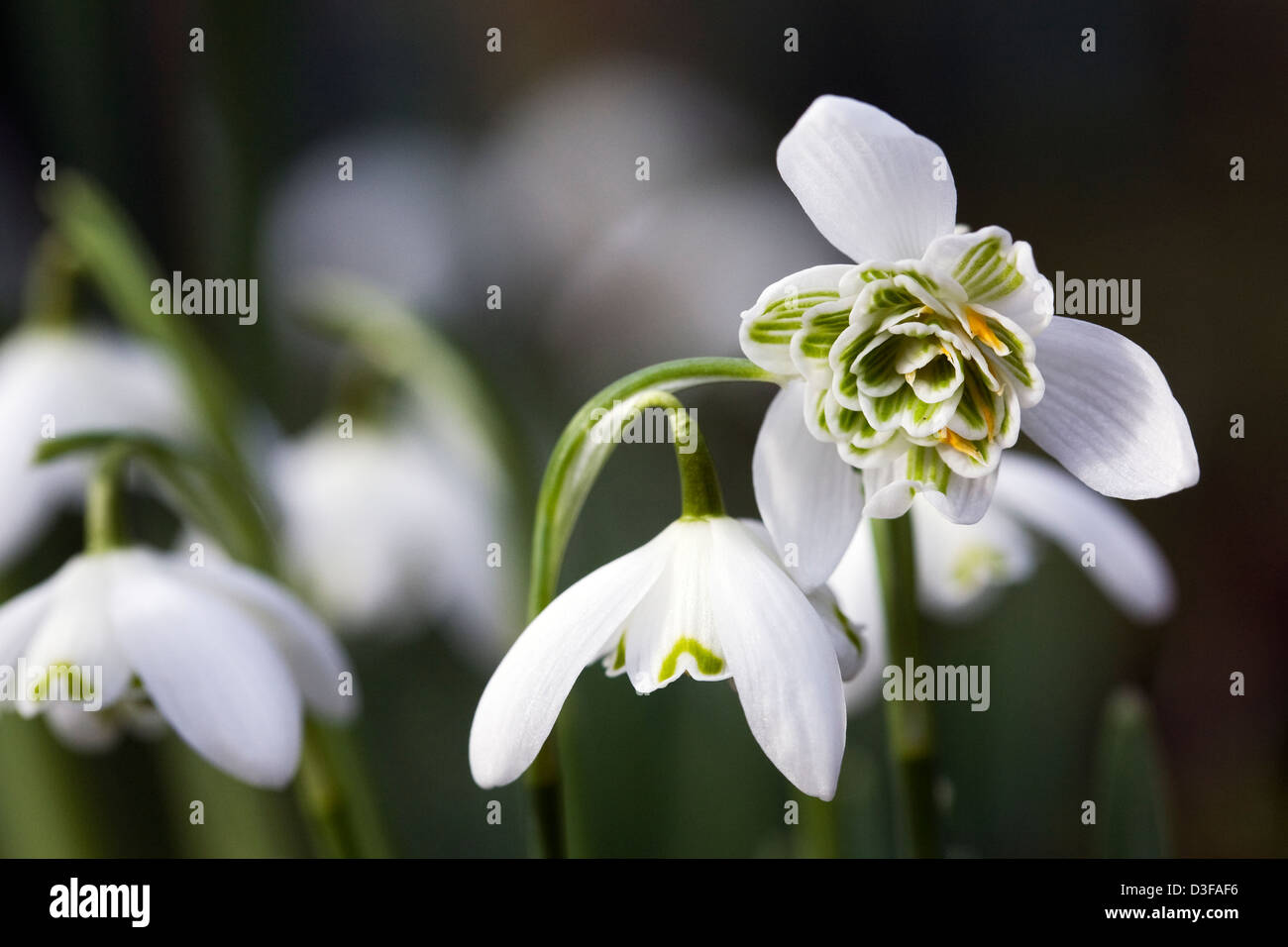 Galanthus nivalis 'Plenus'. Double snowdrop growing in the garden Stock ...