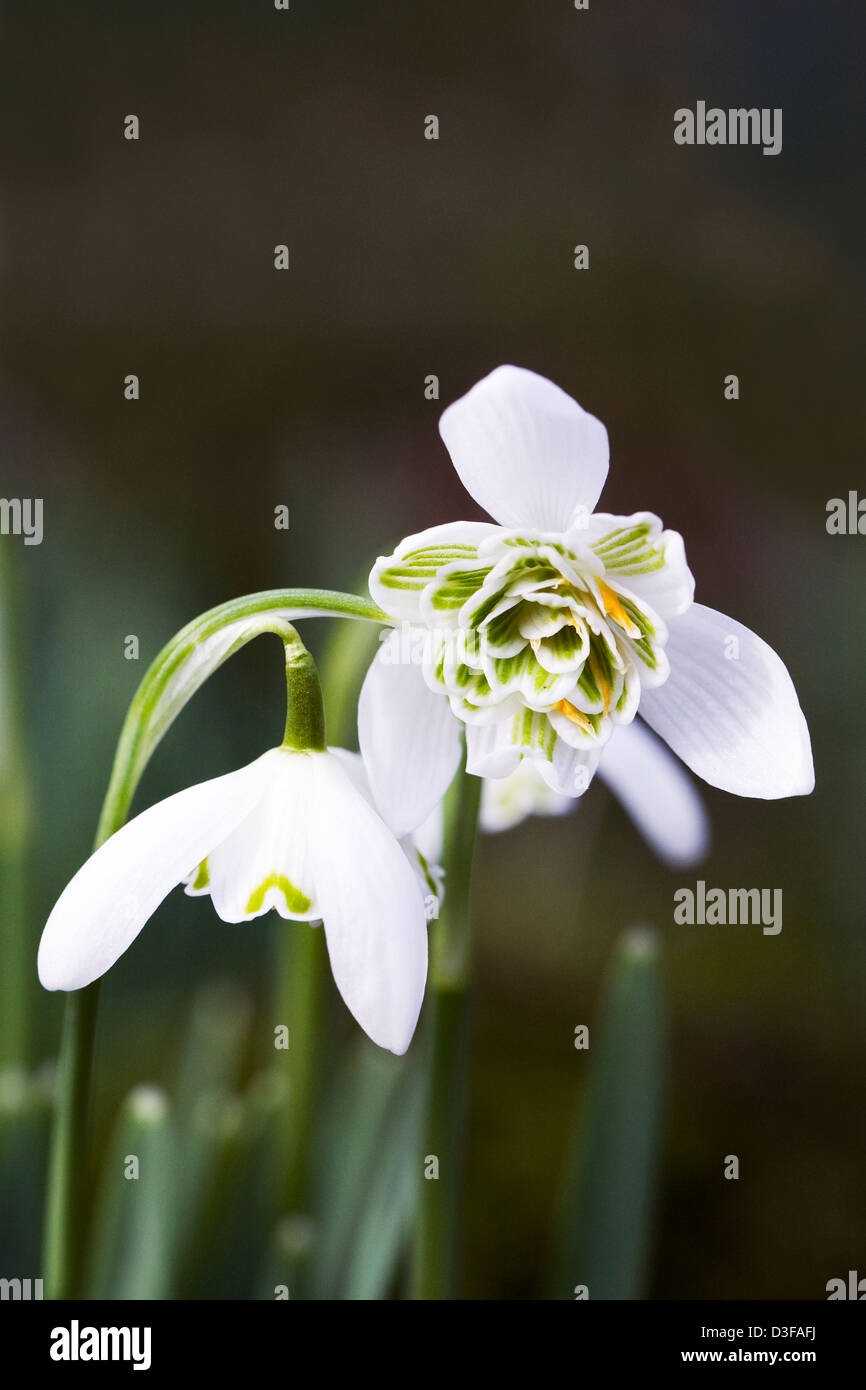 Double snowdrops galanthus hi-res stock photography and images - Alamy