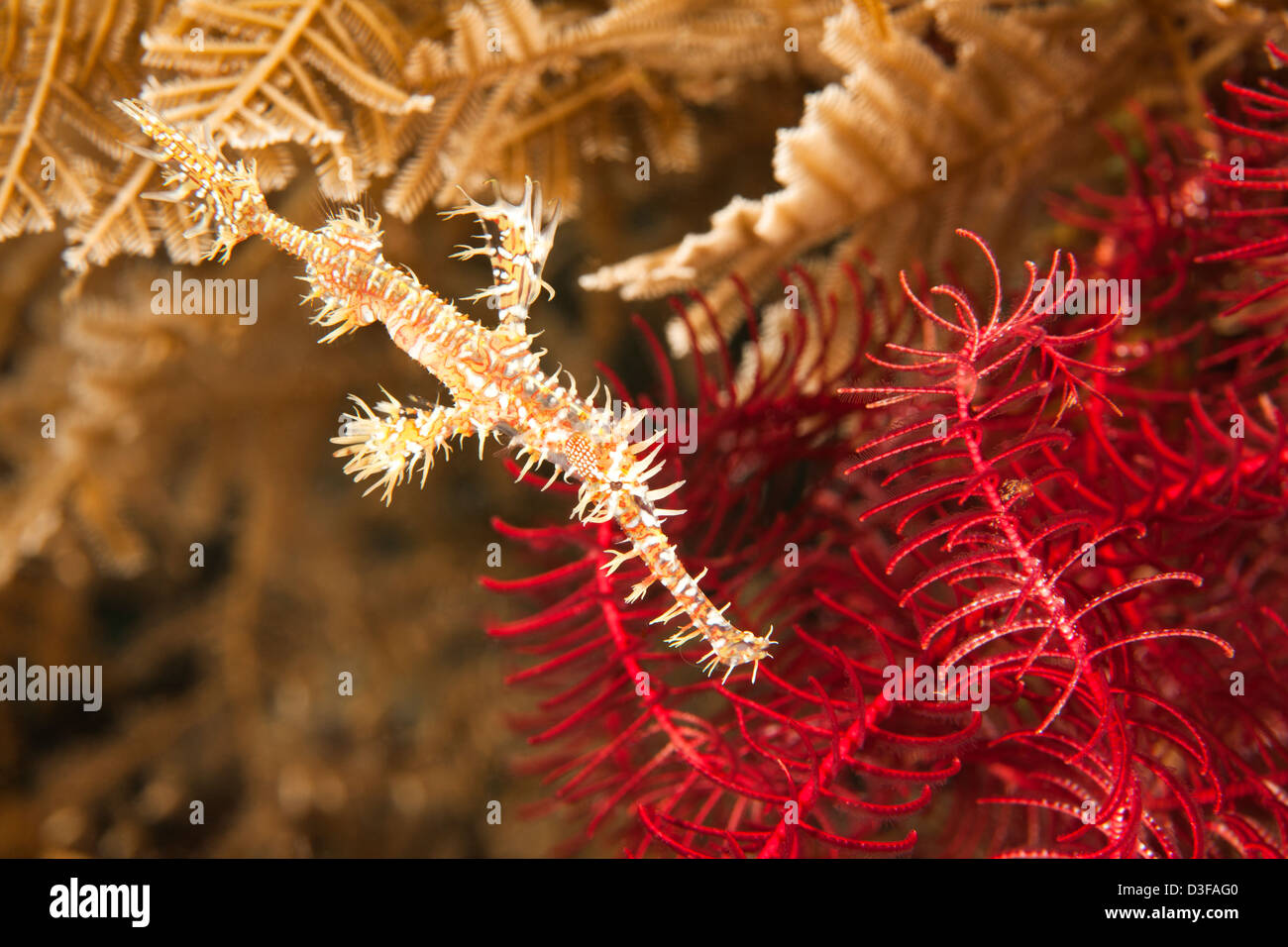 Ornate Ghost Pipefish (Solenostomus paradoxus), on a tropical coral ...