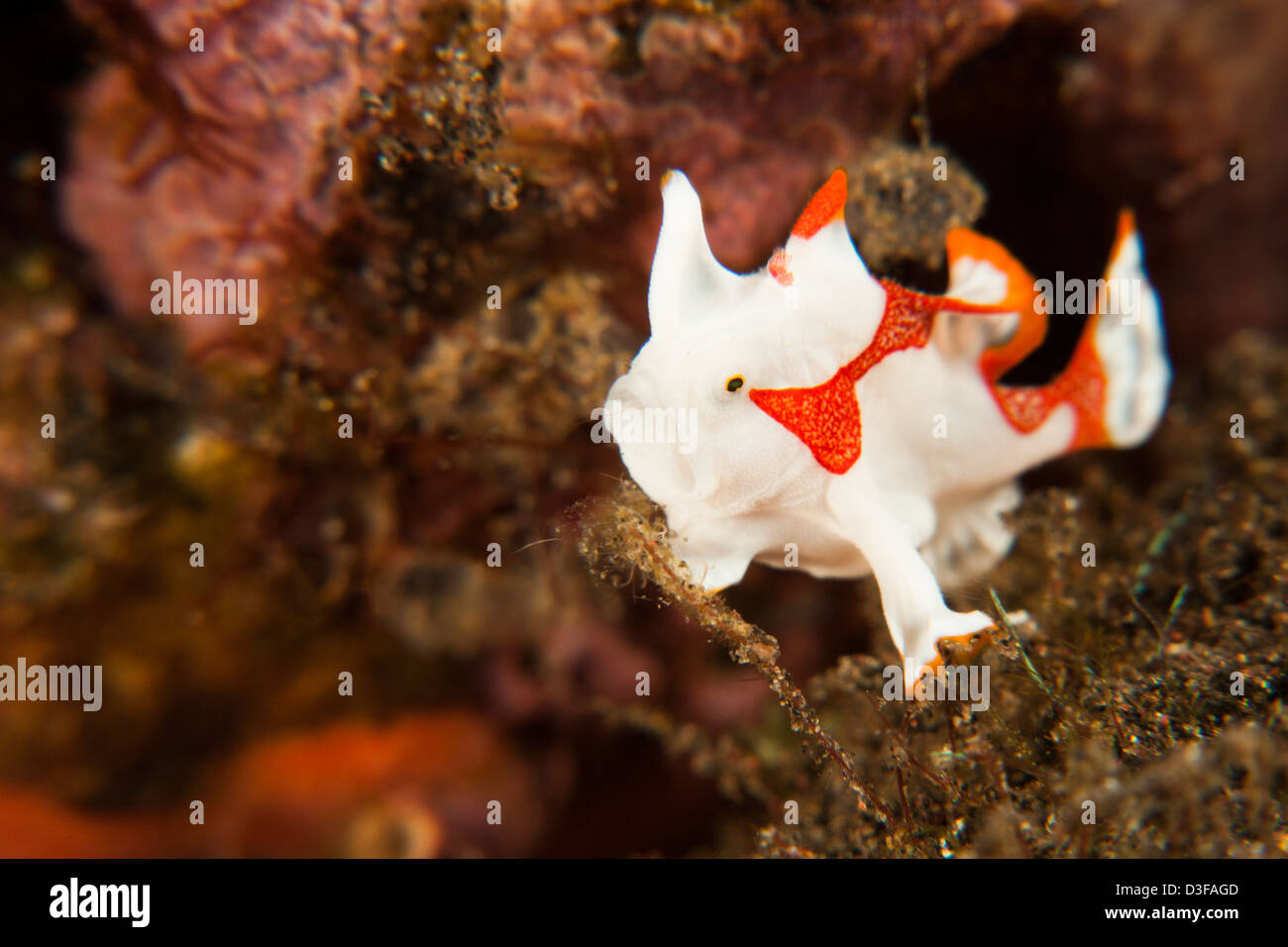 Warty Frogfish (Antennarius maculatus), juvenile, resting on a tropical ...