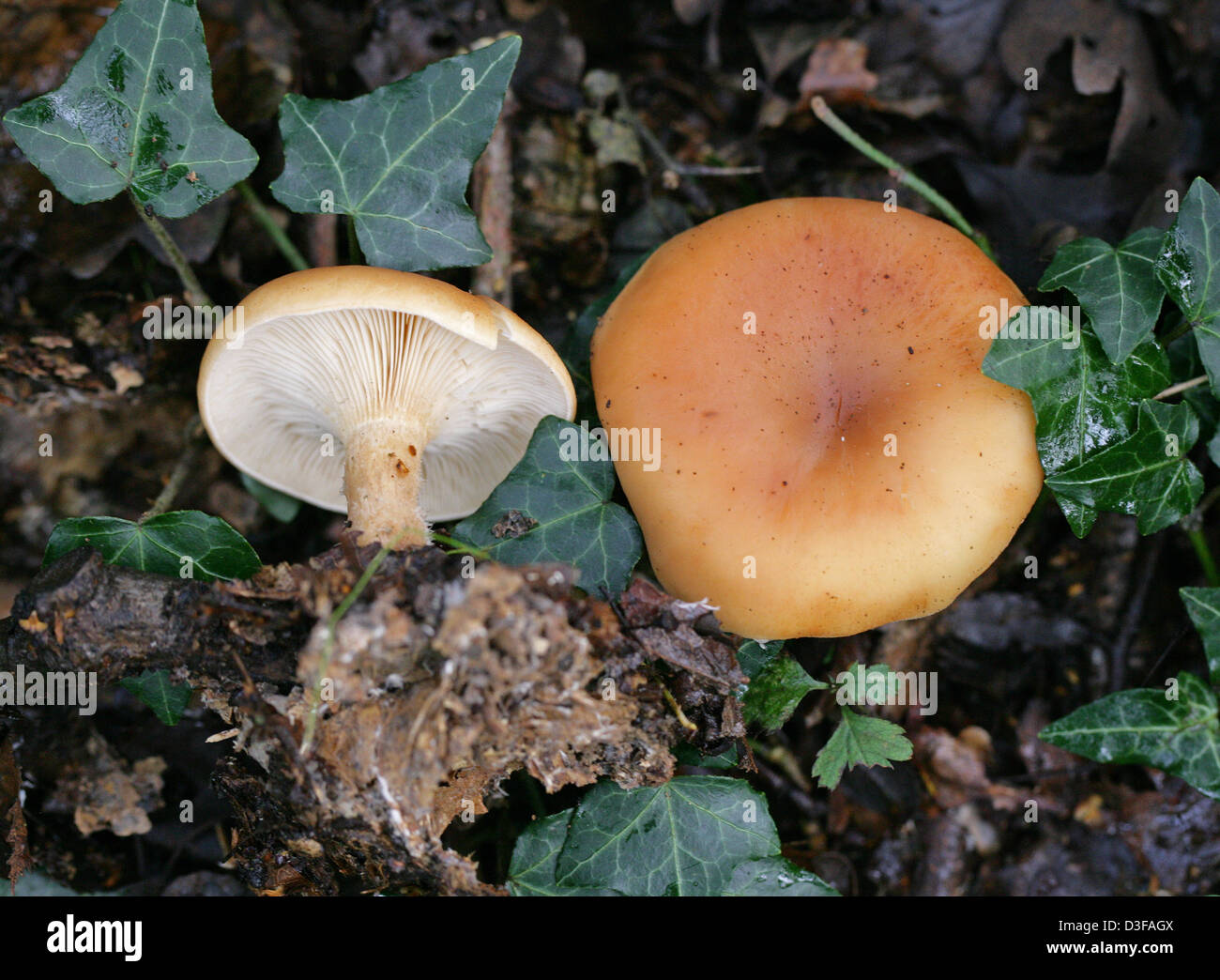 Mild Milkcap, Lactarius subdulcis, Russulaceae Stock Photo - Alamy