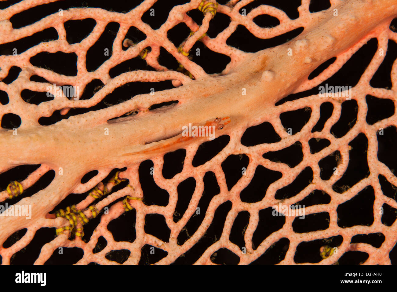 Large Whip Goby (Bryaninops amplus) on a Gorgonian on a tropical coral ...