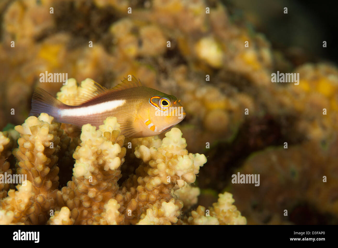 Arc eye hi-res stock photography and images - Alamy