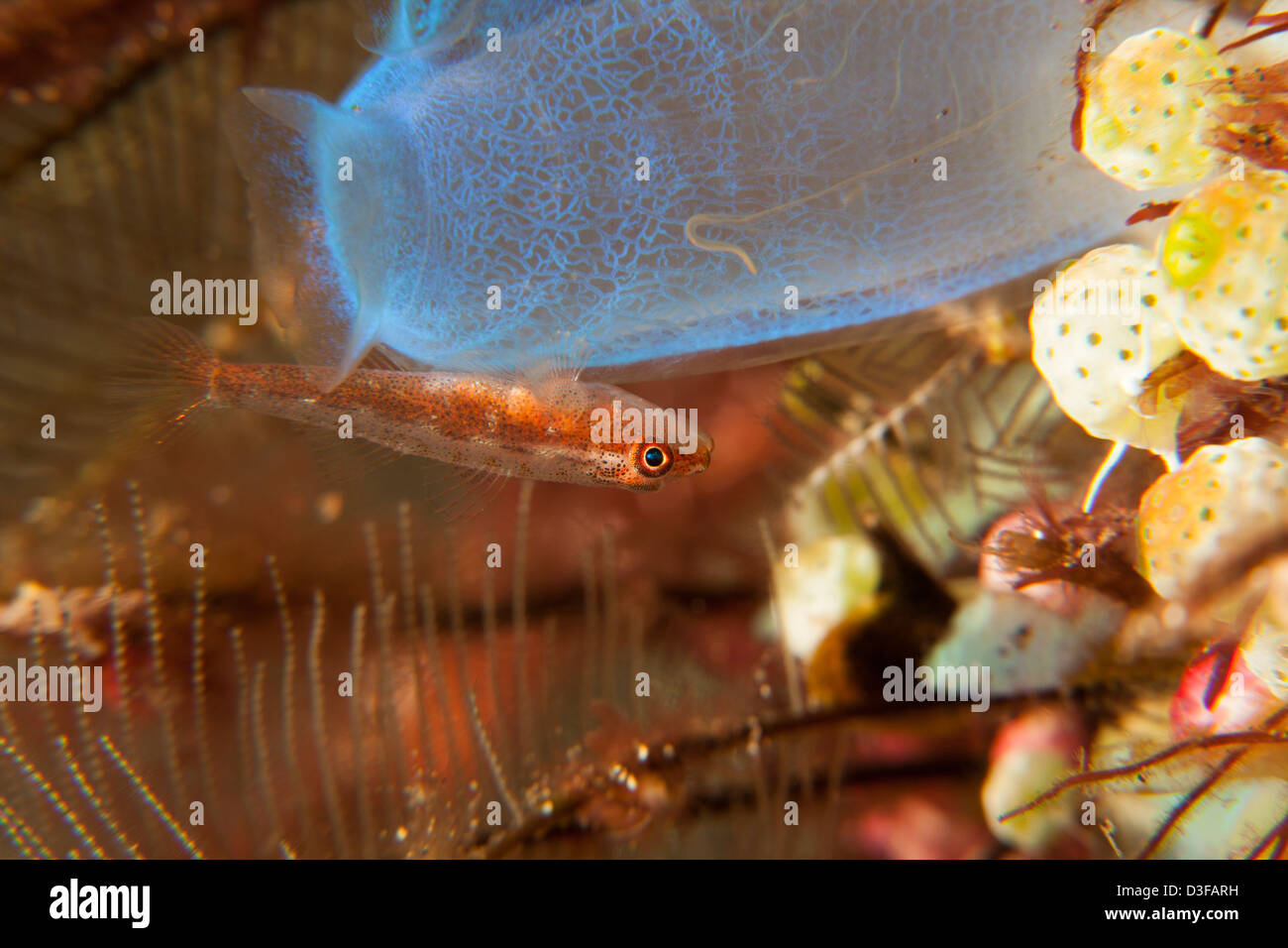 Large Whip Goby (Bryaninops amplus) on a sponge on tropical coral reef ...
