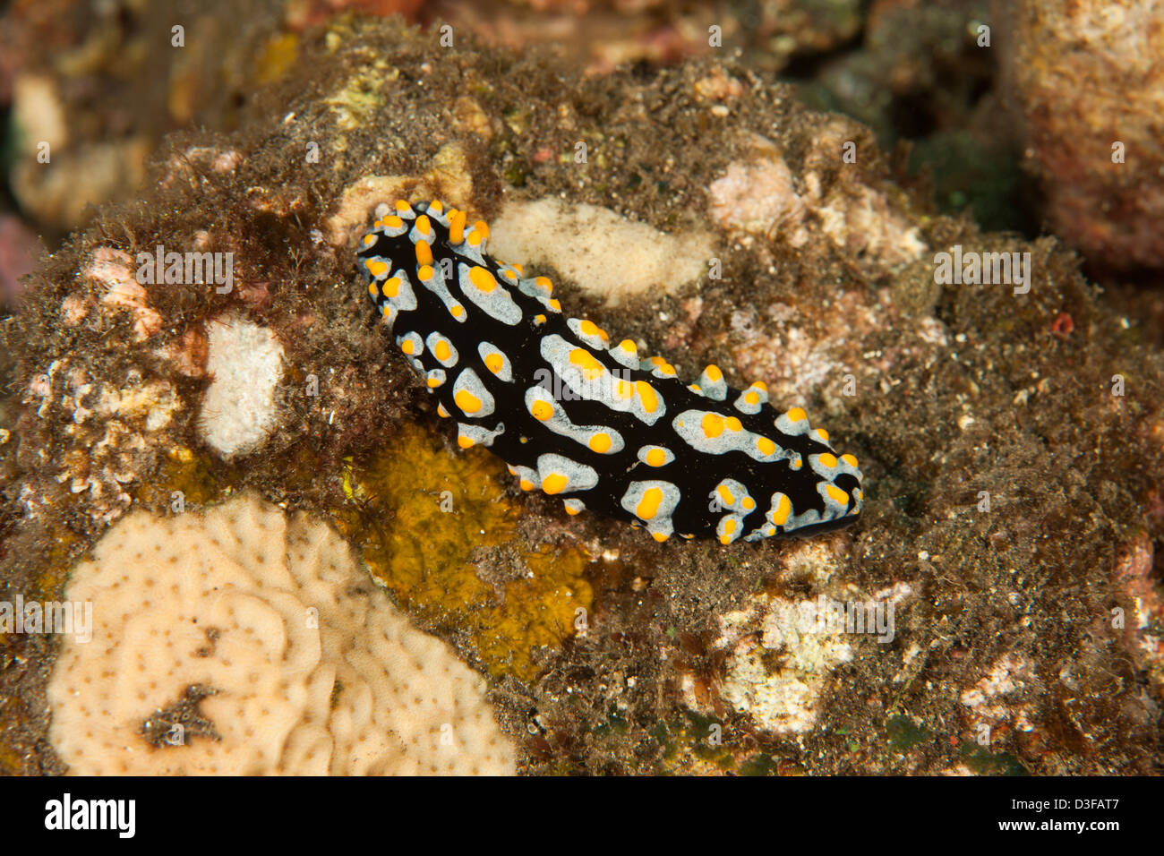 Phyllidia Marindica High Resolution Stock Photography and Images - Alamy