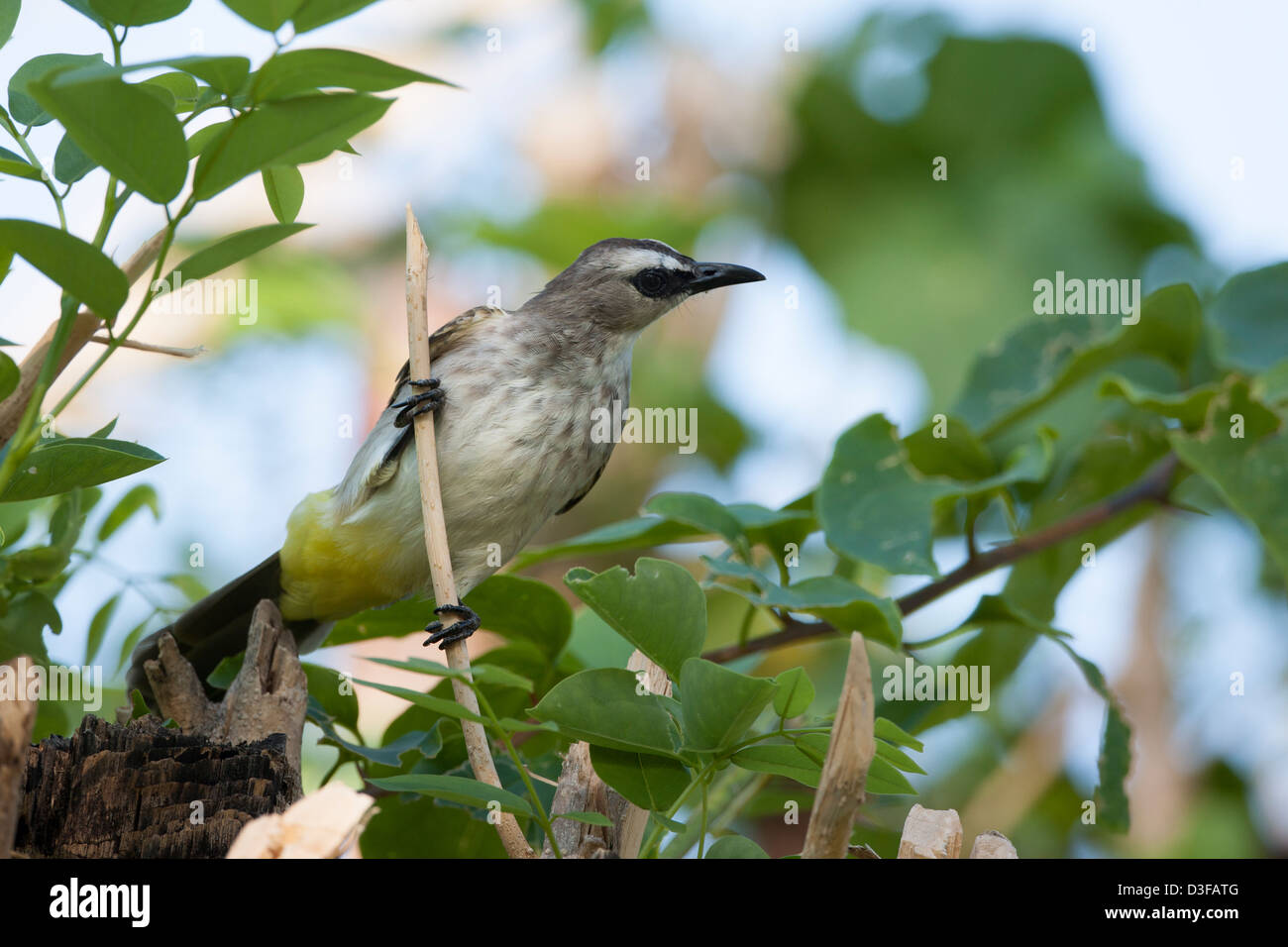 Yellow-vented Bulbul (Pycnonotus goiavier analis) in Bali, Indonesia ...