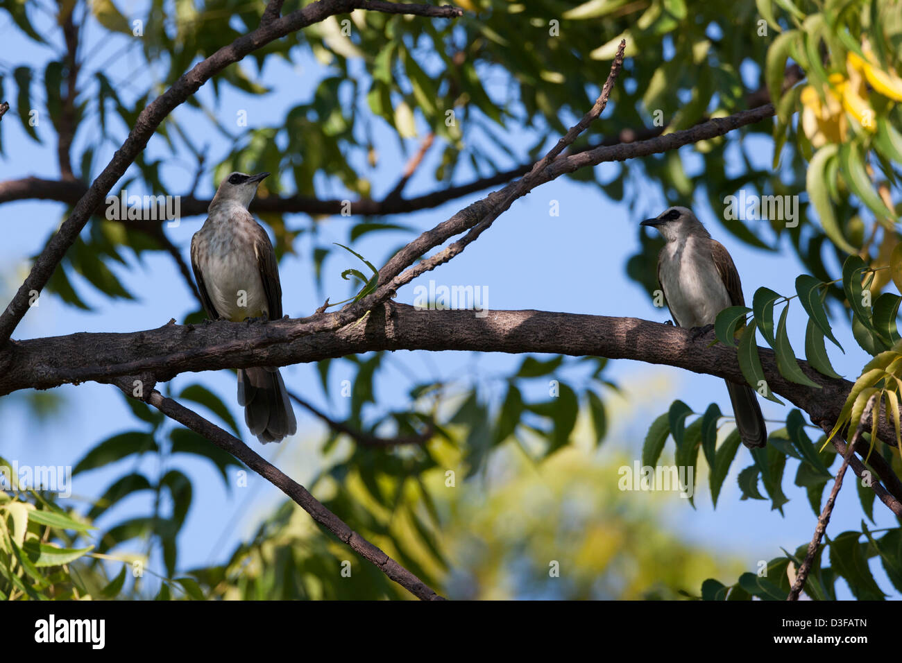 Yellow-vented Bulbul (Pycnonotus goiavier analis) in Bali, Indonesia ...