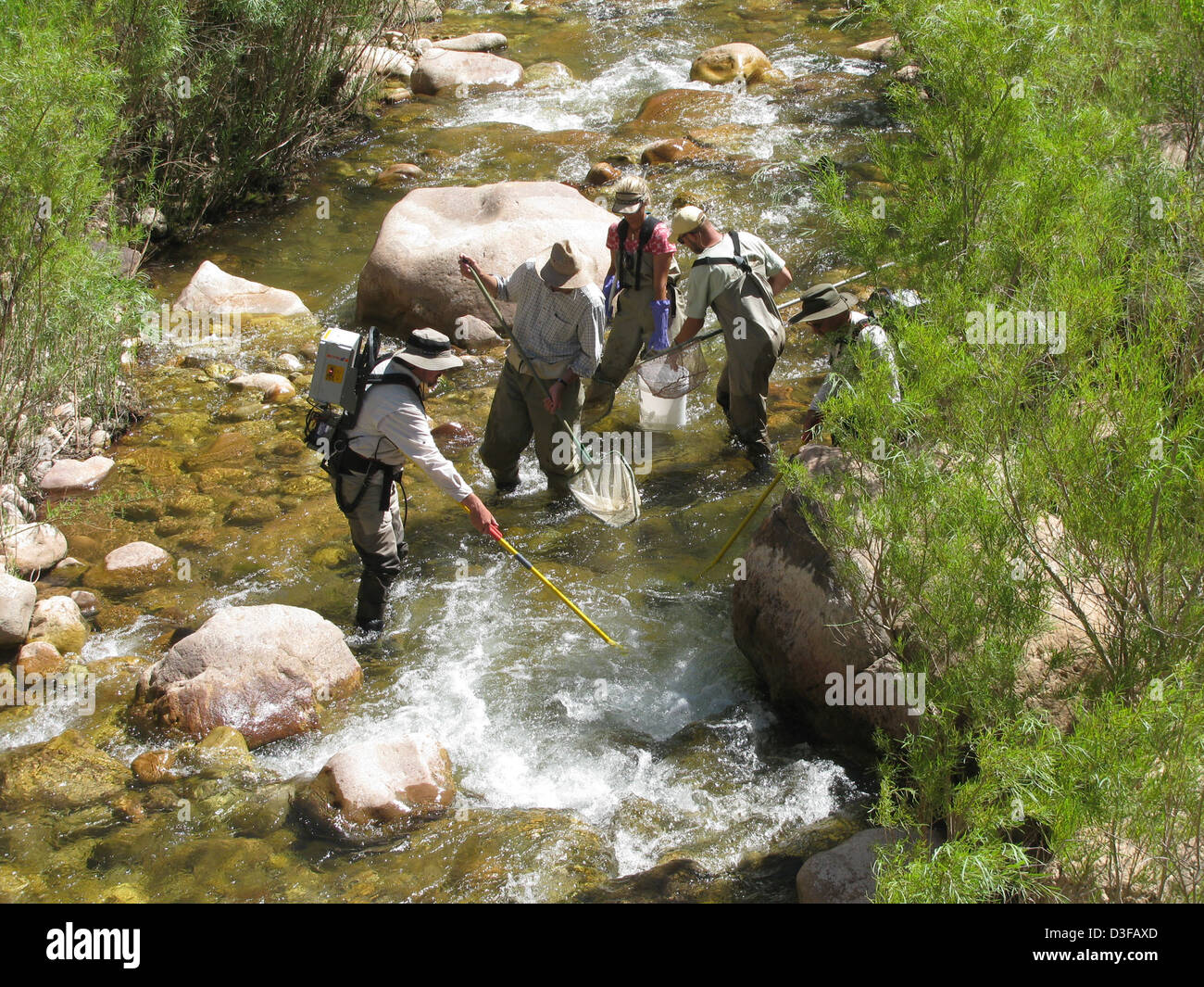 The Humpback Chub, a native fish species, is being translocated to ...