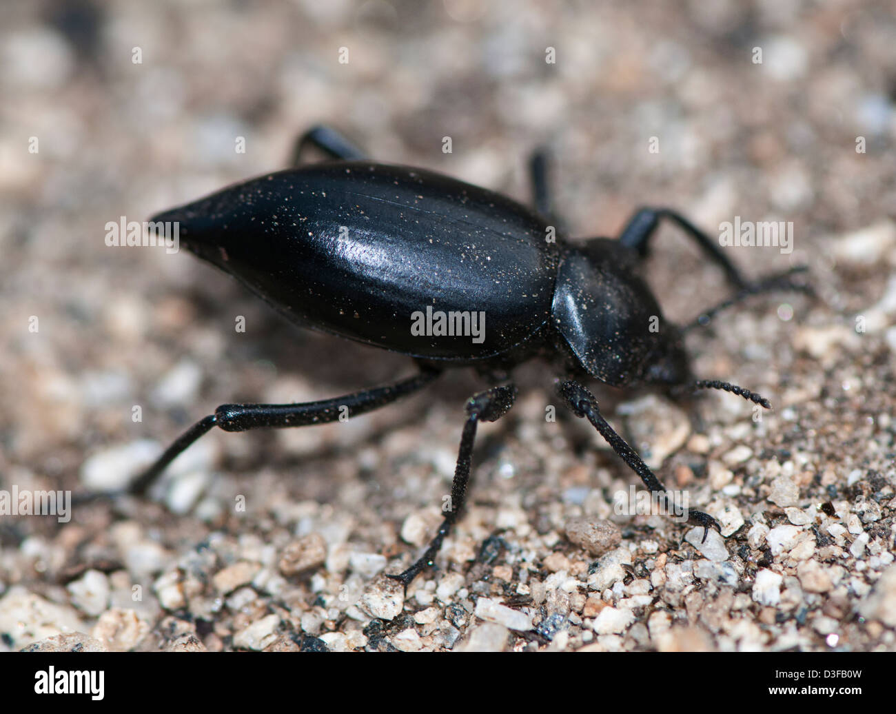 Pinacate beetle or stink beetle, a species of darkling beetle in the ...