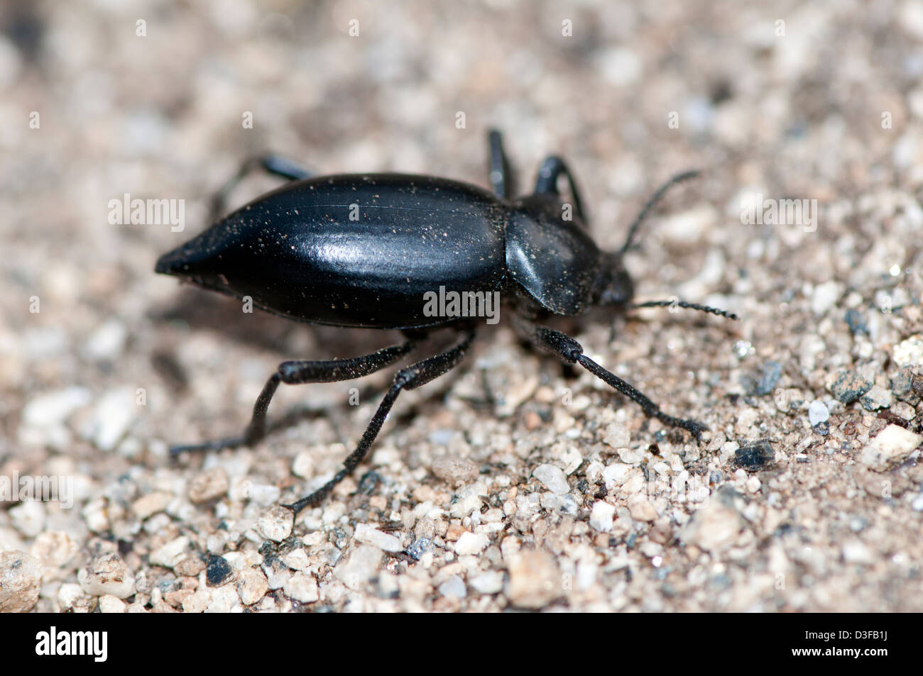 Pinacate beetle or stink beetle, a species of darkling beetle in the ...