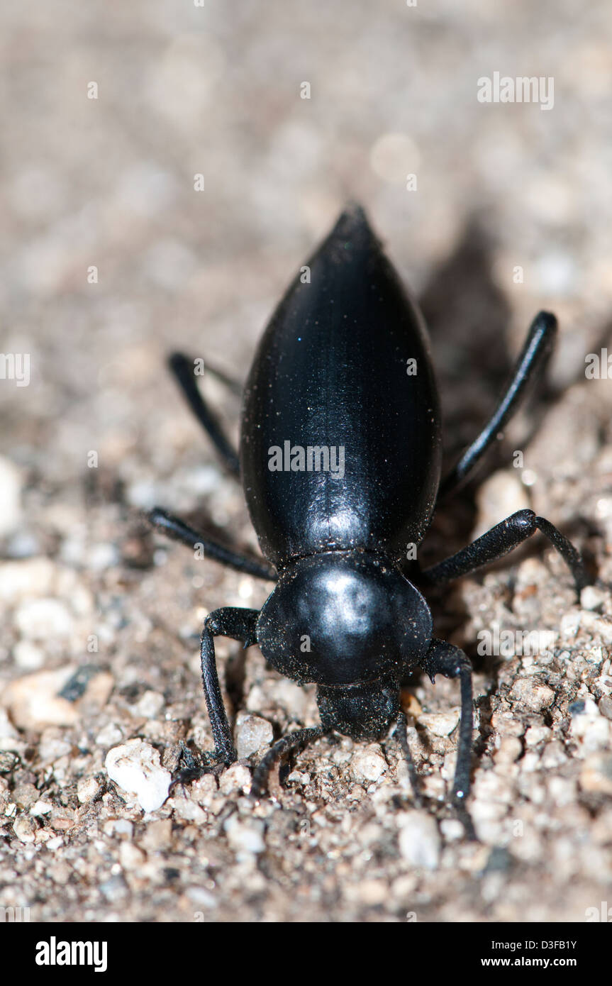 Pinacate beetle or stink beetle, a species of darkling beetle in the ...