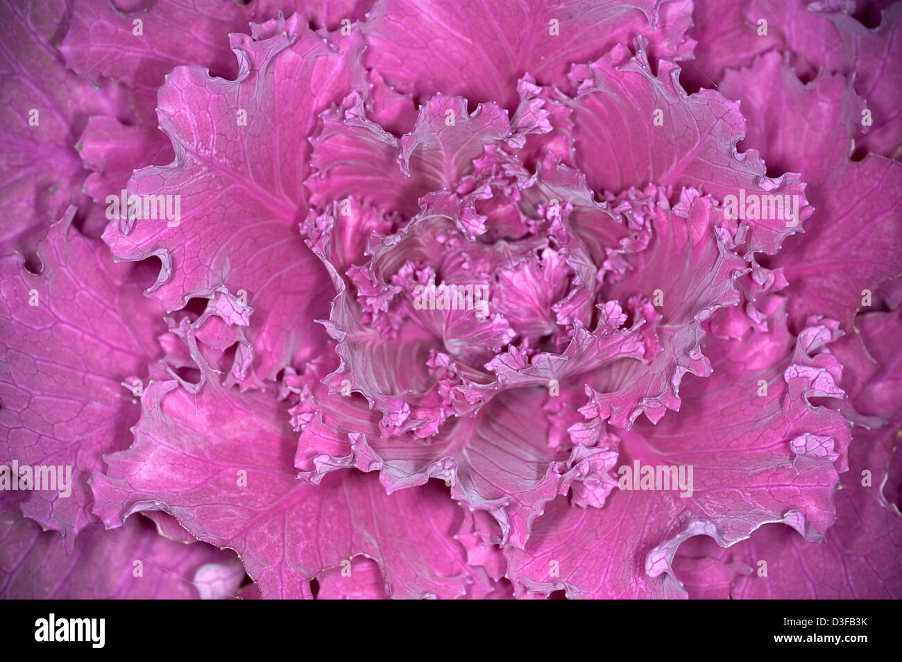 ornamental red cabbage plant in autumn Stock Photo - Alamy