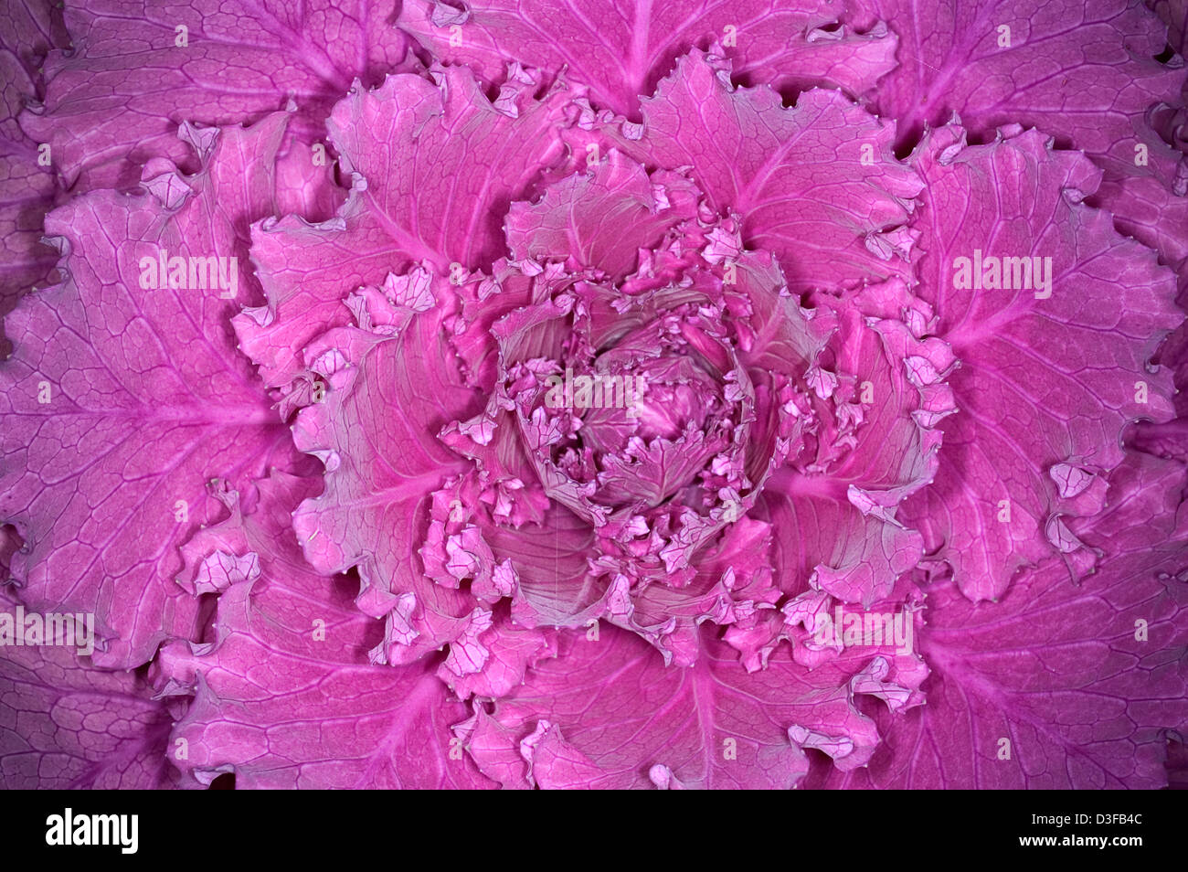 ornamental red cabbage plant in autumn Stock Photo - Alamy