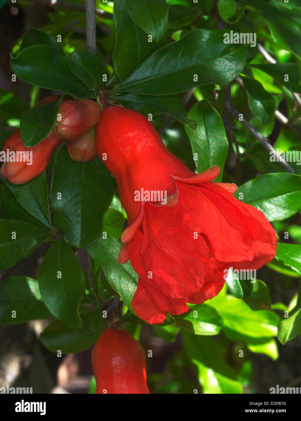 Pomegranate fruit flower hi-res stock photography and images - Alamy