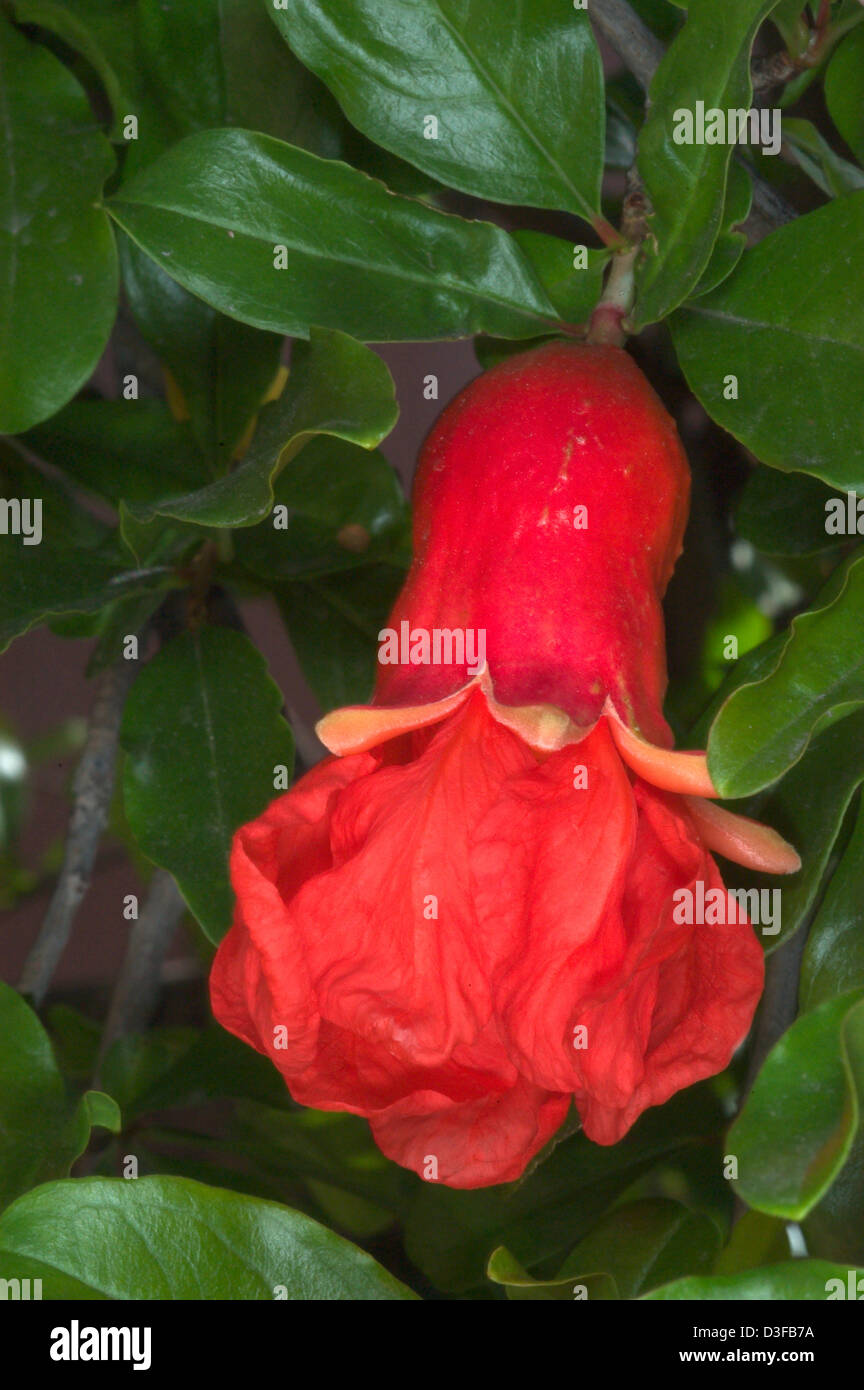 Pomegranate fruit flower hi-res stock photography and images - Alamy