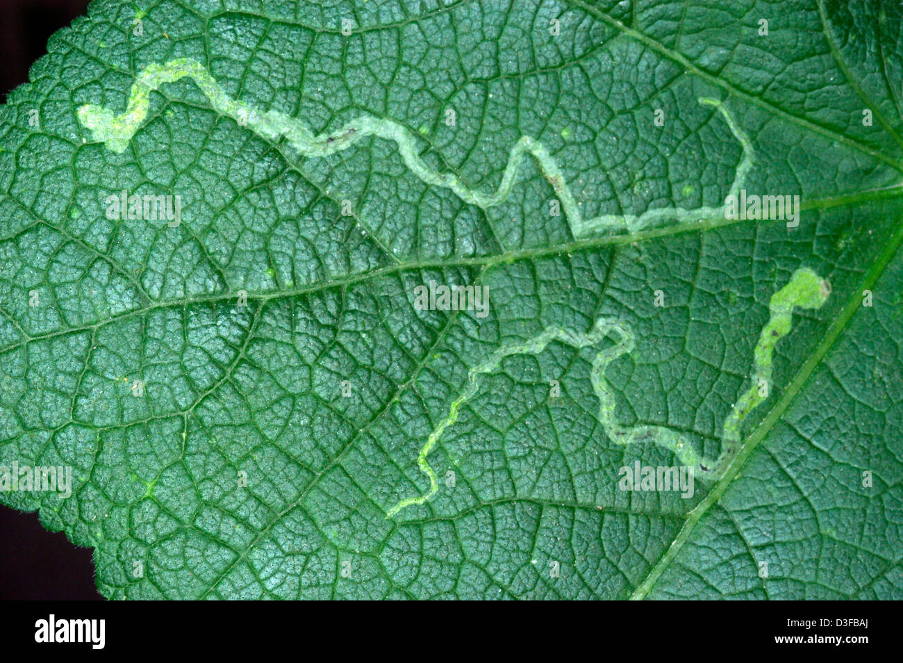 Leaf miner pest hi-res stock photography and images - Alamy