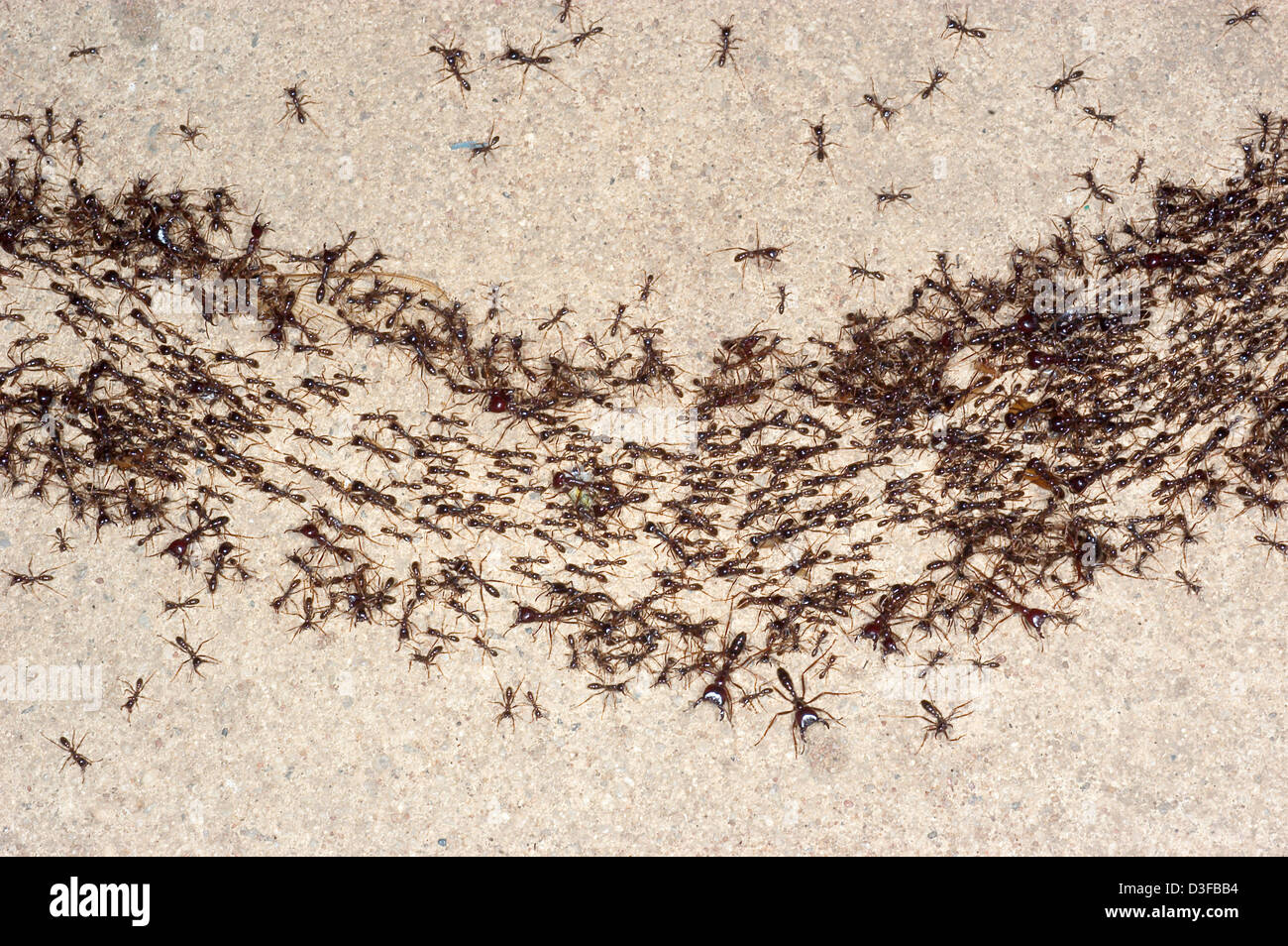 Driver ants hi-res stock photography and images - Alamy