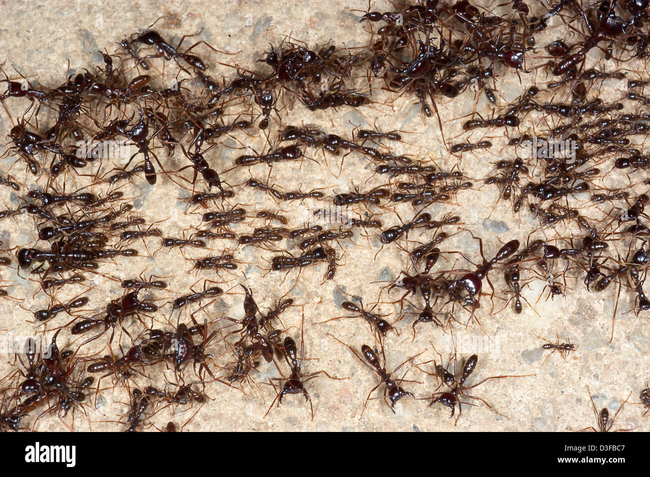 Driver ants hi-res stock photography and images - Alamy