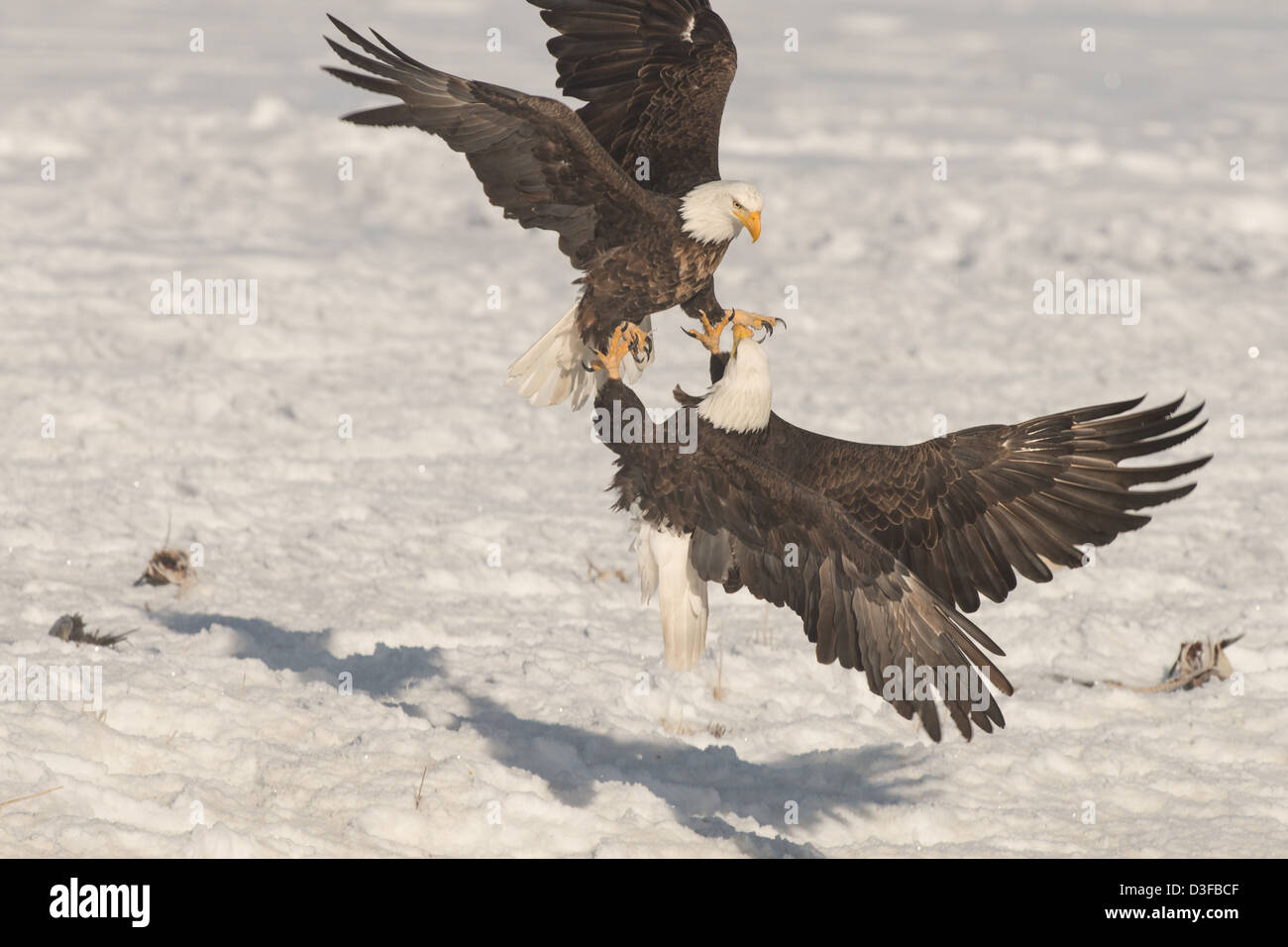 Stock photo of bald eagles fighting Stock Photo - Alamy