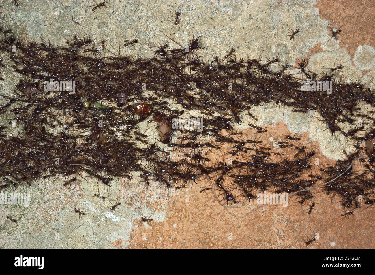 Driver ants hi-res stock photography and images - Alamy