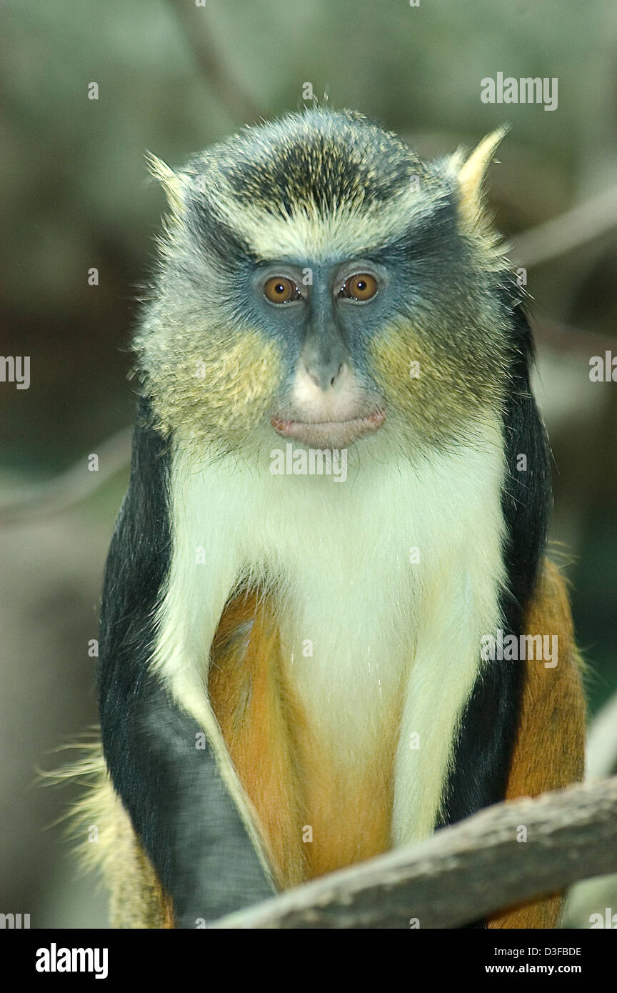 Wolf's monkey, Cercopithecus wolfii Stock Photo - Alamy
