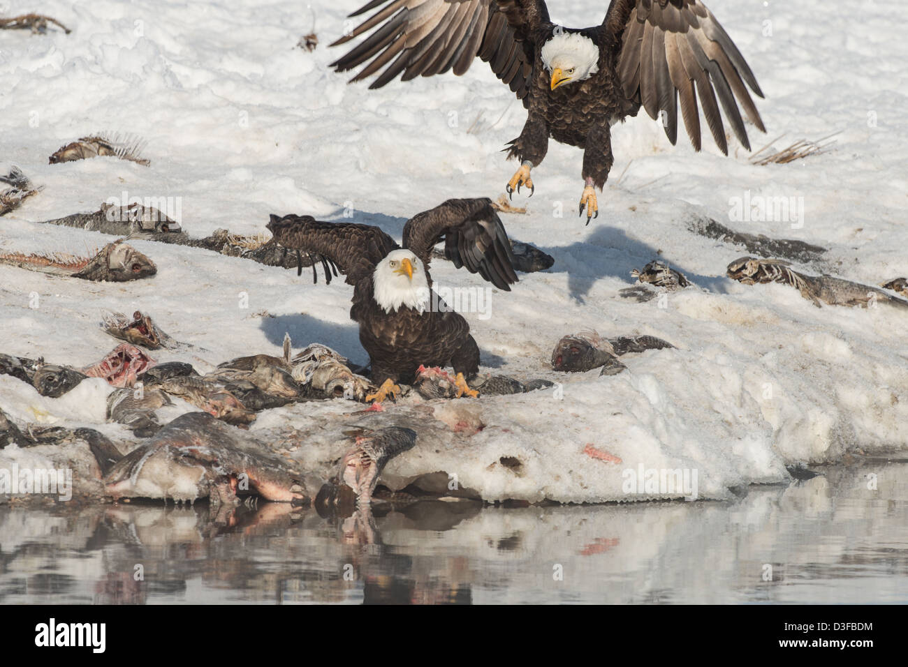 Stock photo of bald eagles fighting for fish Stock Photo - Alamy