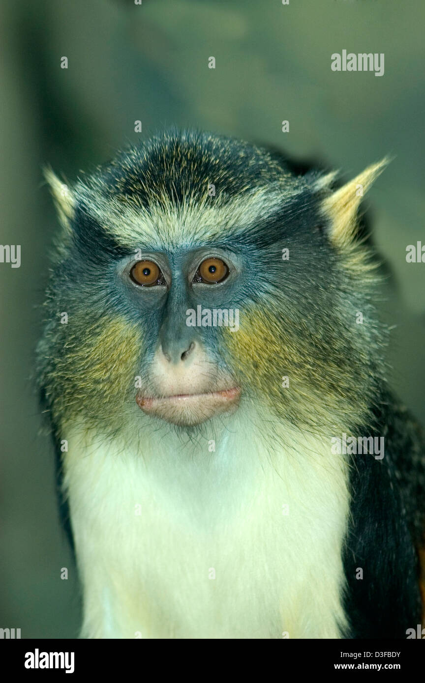 Wolf's monkey, Cercopithecus wolfii Stock Photo - Alamy