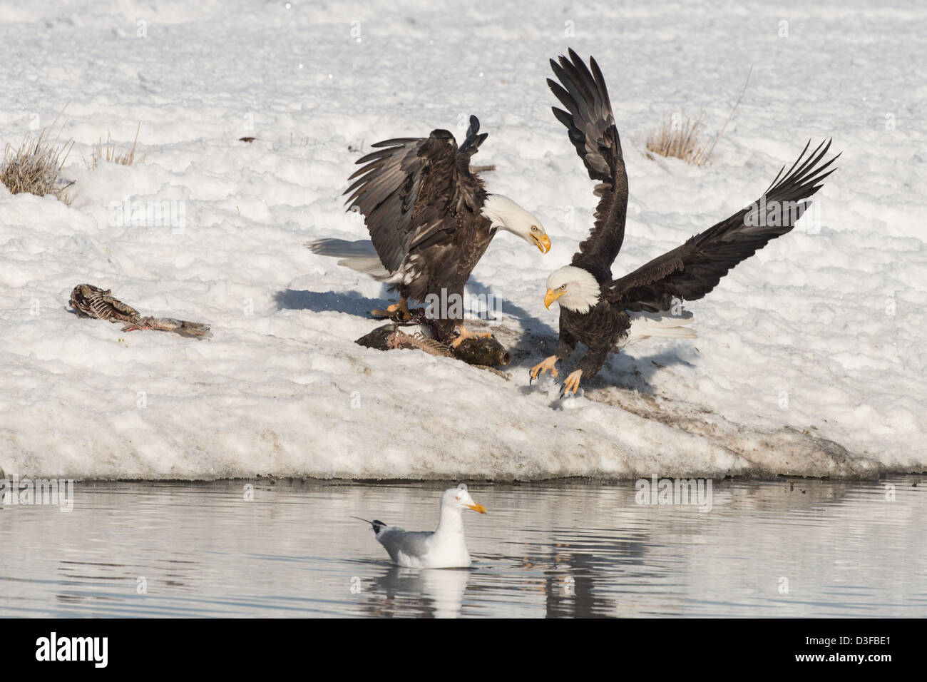 Stock photo of bald eagles fighting Stock Photo - Alamy