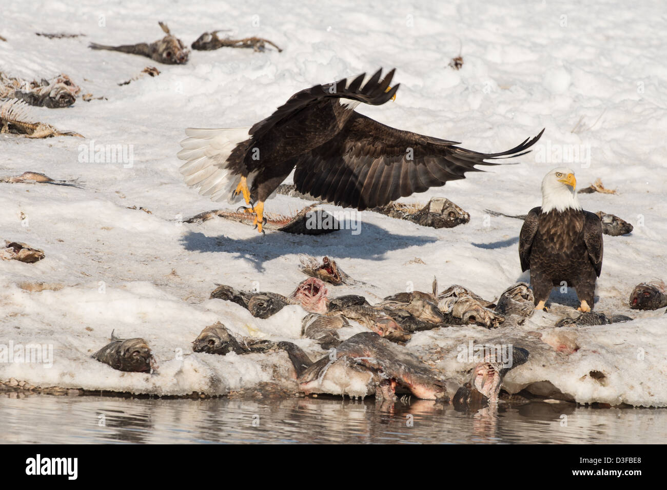 Bald eagles fight fish hi-res stock photography and images - Alamy