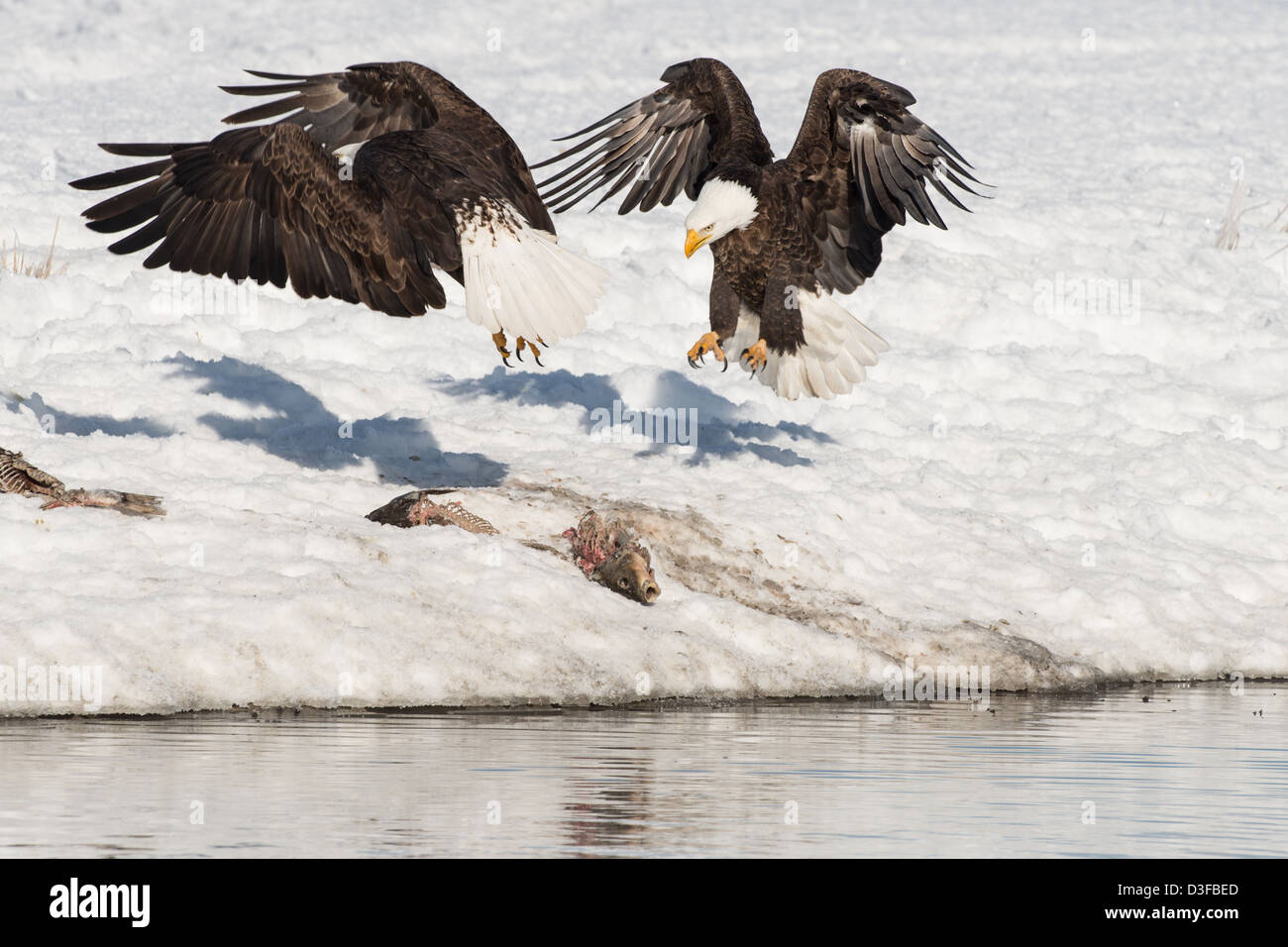 Stock photo of bald eagles fighting Stock Photo - Alamy